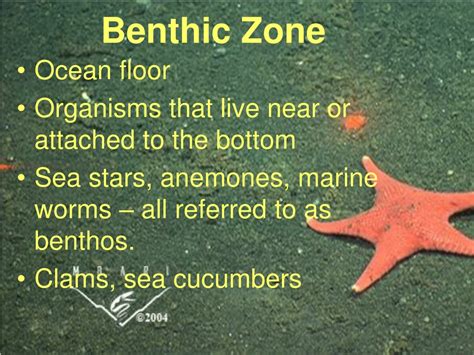 Ppt Aquatic Ecosystems Powerpoint Presentation Free Download Id 9329184