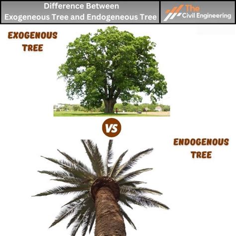 Top 4 Best Differences Between Exogenous Trees And Endogenous Trees