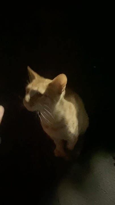 So Cute 🥺 Shorts Cat Youtubeshorts Shortvideo Youtube