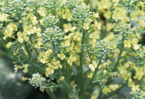 Bolting Broccoli Why Is Your Broccoli Flowering And How To Fix It School Of Garden