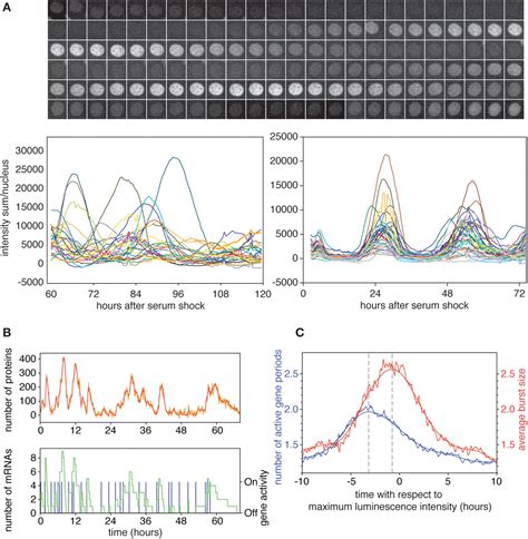 The Mammalian Circadian Timing System Synchronization Of Peripheral Clocks