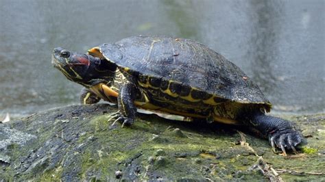 How Big Do Red Eared Slider Turtles Get Average Size And Growth Chart