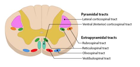 Pyramidal And Extrapyramidal Tracts Pdf