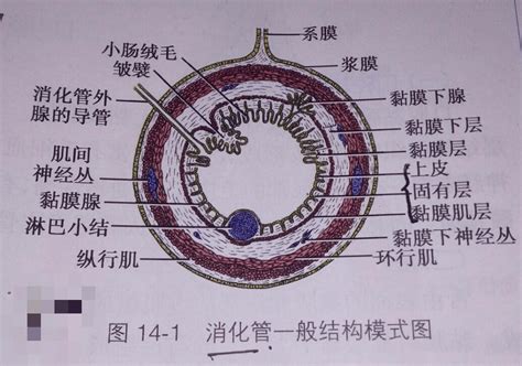 组胚知识点 word文档在线阅读与下载 免费文档