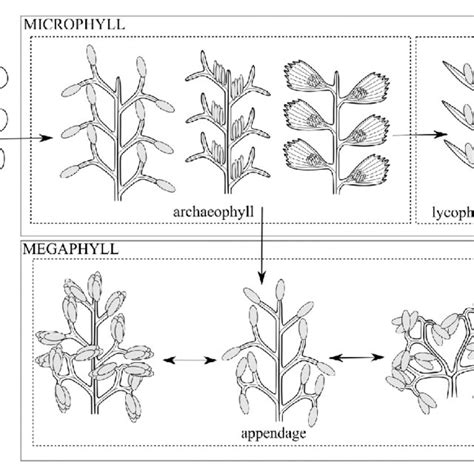 Pdf Leaf Evolution And Classification 1 Lycopodiopsida