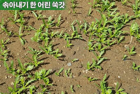상추 심는 법 상추씨 파종 방법 쑥갓 씨앗 흩뿌림 파종기 쌈채소 텃밭 상추 농사짓는 방법 네이버 블로그