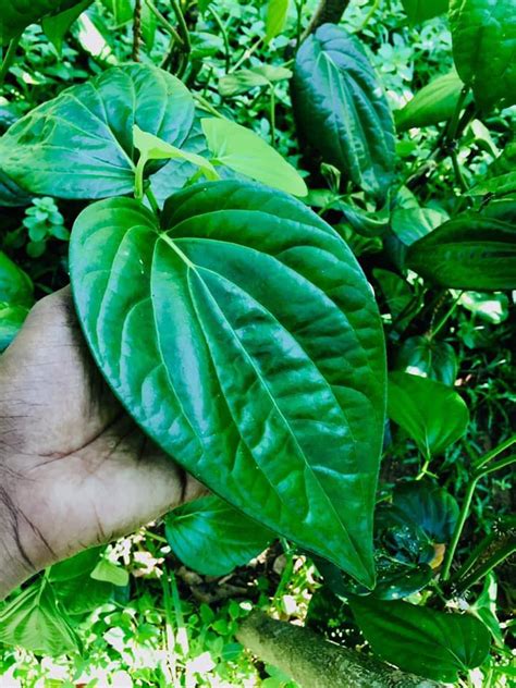 බුලත් වගා කරුවන්ගේ සංගමය