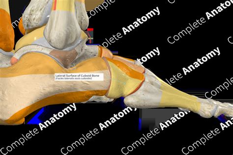 Lateral Surface Of Cuboid Bone Complete Anatomy