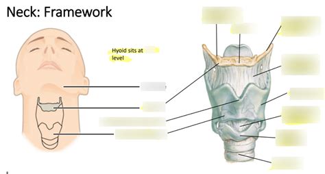 Neck Framework Diagram Quizlet