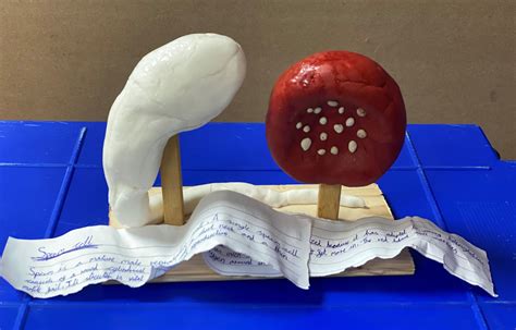 Colne Park High School Spectacular Specialised Cell Modelling From Our Year 7s