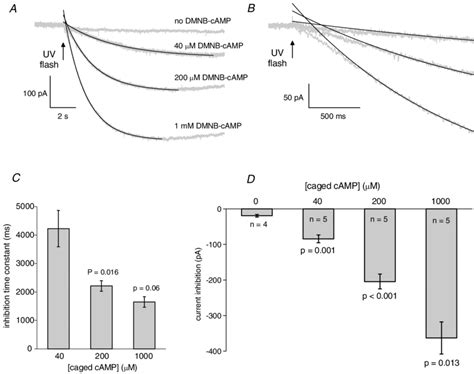 The Kinetics Of K Current Inhibition By Rapid Release Of Camp A