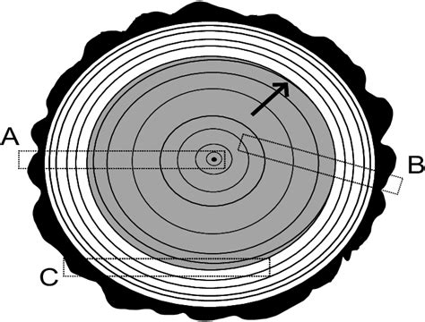 placement of a an increment core that includes all elements of download scientific diagram