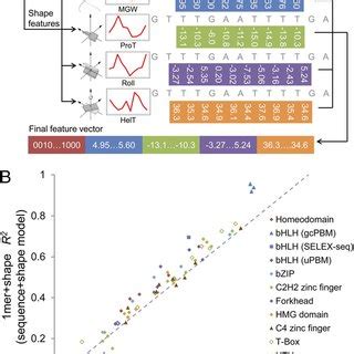 Design Of The Sequence Shape Feature Vector And TF Family Specific Download Scientific Diagram