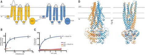 Glycoprotein Structure