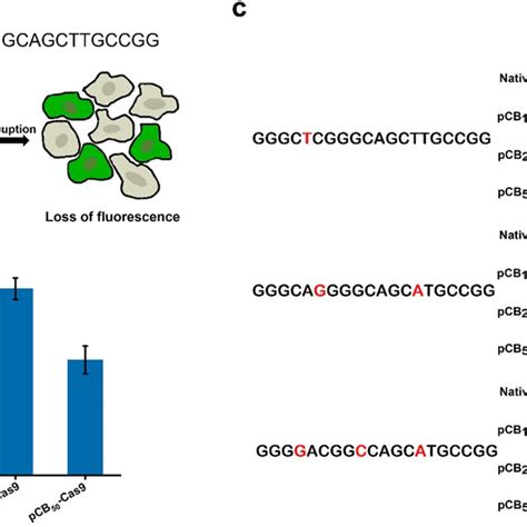 A Schematic Overview Of The Gfp Disruption Assay And The Target Site