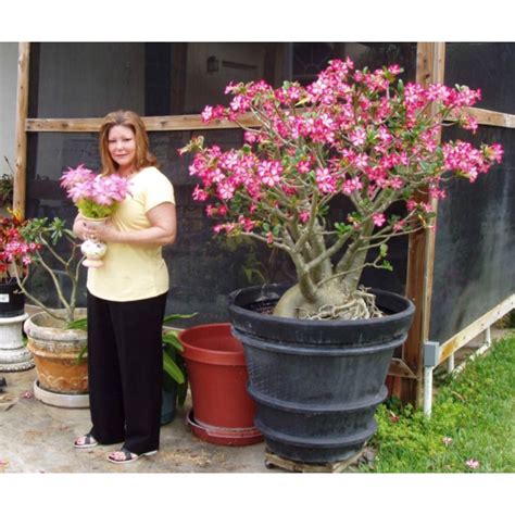 Jual Adenium Dessert Rosse Tanaman Hias Adenium Obesum Dessert Rose Bibit Adenium Jepang