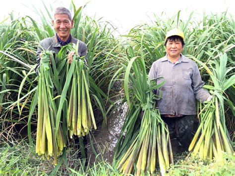秋茭上市茭农乐 黄岩新闻网