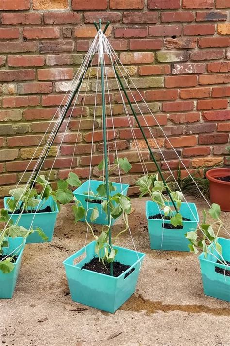 15 Cucumber Trellis Diy Ideas For 2025 Fizzy Flare
