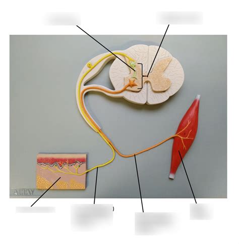 Reflex Arc Model