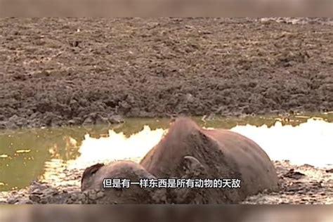 野牛陷入了泥潭，狮子以为唾手可得，结果成了最后的晚餐