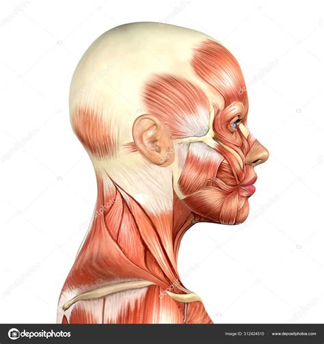 Human Anatomy Side View Female