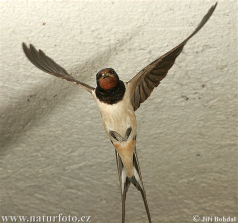 Füsti Fecske Fotók Képek