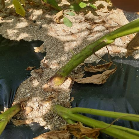 Sesame Object Detection Dataset And Pre Trained Model By Sesame