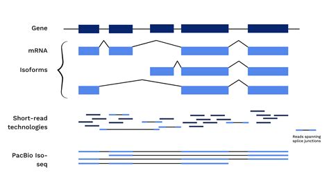 Pacbio Long Read Single Cell Sequencing Psomagen
