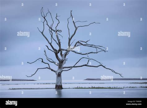 Tree Surrounded By Water Stock Photos Tree Surrounded By Water Stock Images Alamy