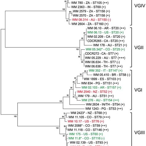 Laccase Activity Of Cryptococcus Gattii Strains With Different Level Of Download Scientific