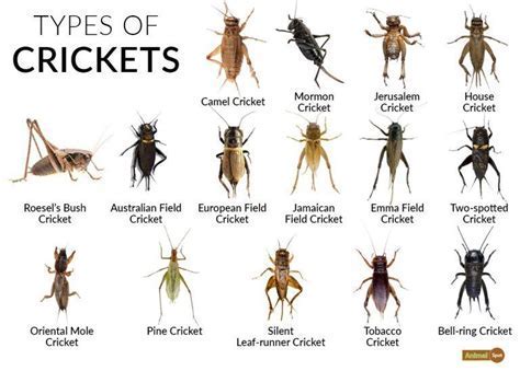 Do Crickets Have Wings And Fly