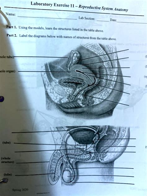 name laboratory exercise 11 reproductive system anatomy lab section