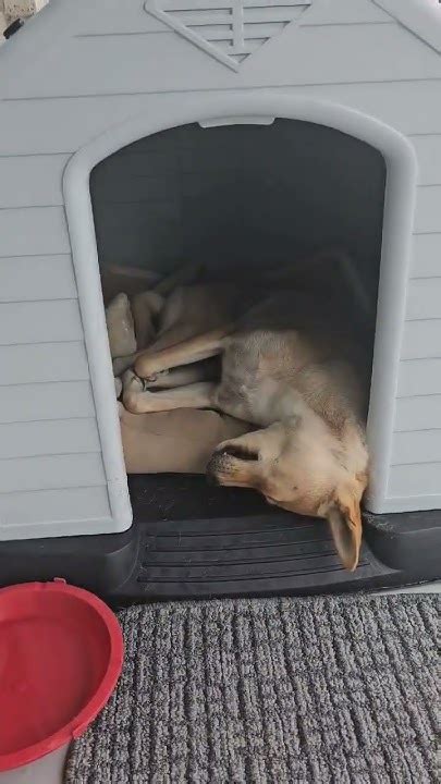 딸기 촉촉하게 비도 내리고 집 에들가서 떡실신된 딸기 Youtube