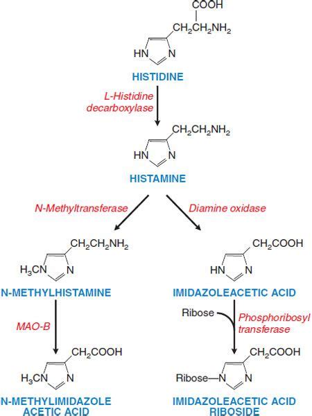 Histamine Bradykinin And Their Antagonists Basicmedical Key