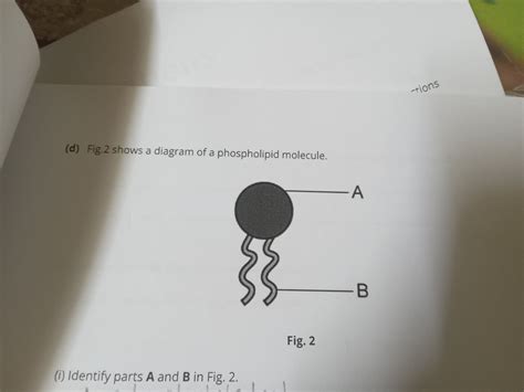 D Fig 2 Shows A Diagram Of A Phospholipid Molecule A I Identify Par