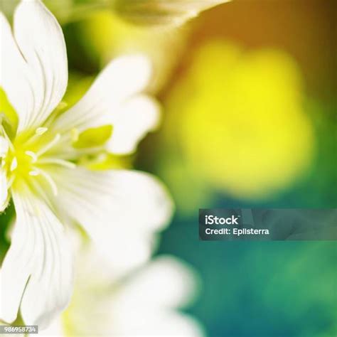 흐리게 매크로 배경에 흰색 꽃을 봄 봄 또는 여름 테두리 서식 파일 복사 공간 낭만주의 인사말 카드입니다 화창한 날에 꽃이 피입니다 꽃 봄 날입니다 봄 배경 3월에 대한