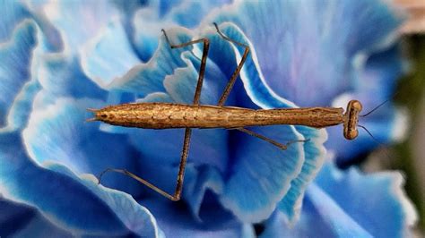 쑥쑥 잘 자라는 좀사마귀 Youtube