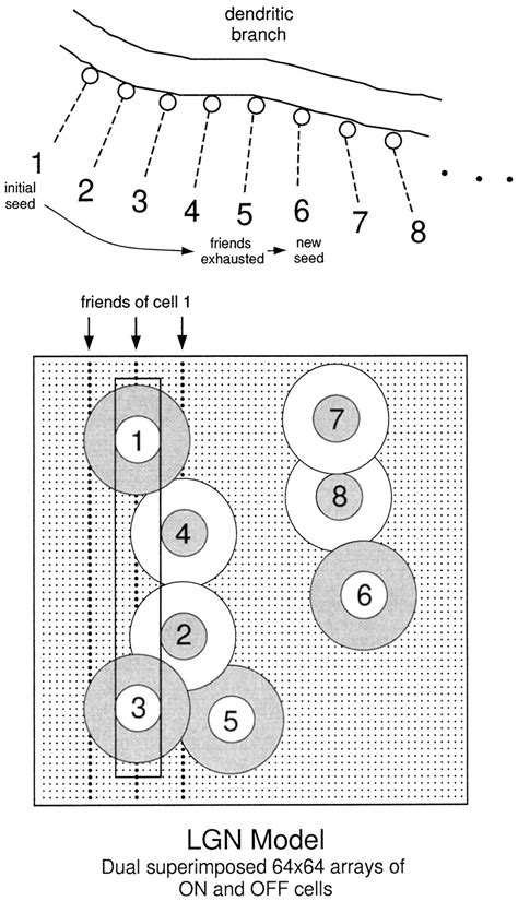 Translation Invariant Orientation Tuning In Visual Complex” Cells Could Derive From