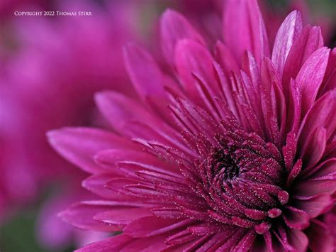 Handheld Macro Small Sensor Photography By Thomas Stirr