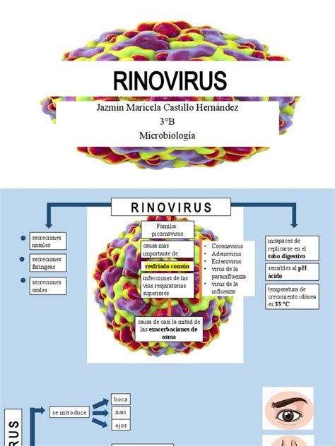Síntomas Y Tratamiento Del Rinovirus Pdf Resfriado Comun Salud