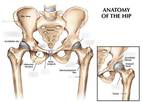 Diagram Of Bones Of The Hip Joint Quizlet
