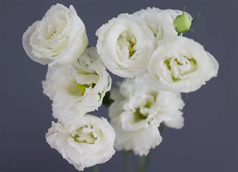 맞춤상품 꽃 화이트 리시안셔스 1대 꽃배달 플라워119꽃배달서비스 맞춤상품 꽃 화이트 리시안셔스 1대