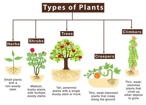 Classification Of Plants