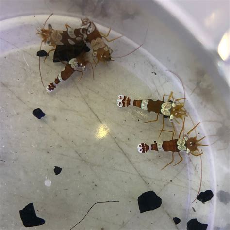 Sexy Shrimp For Sale