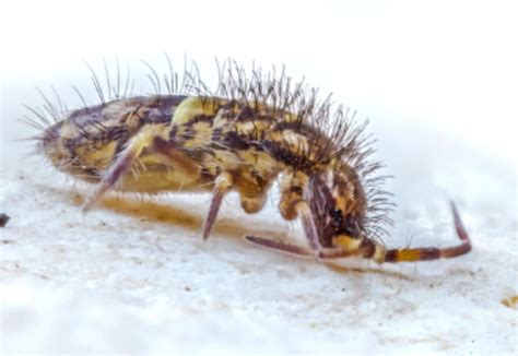 Fleas And Springtails Pest Control University Termite And Pest Control