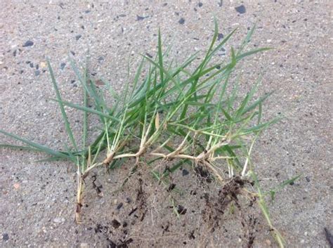 Grass With Vine Roots