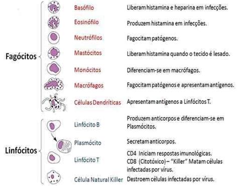 As Células Sanguíneas E Suas Funções Planeta Biologia