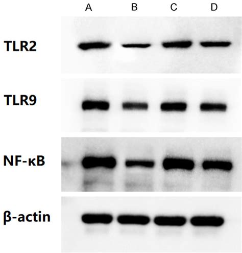 The Effect Of Butylphthalide Injection On The Cognitive Function And