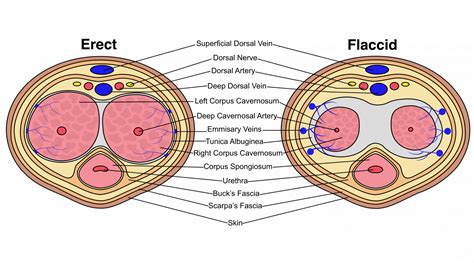Everything You Need To Know About The Penis And Its Anatomy