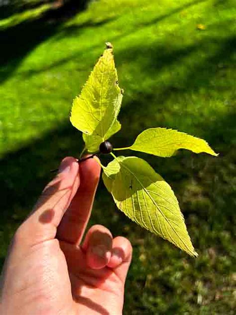 Hackberry Rowan University S Arboretum